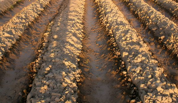 Strip irrigation method – greenofsolution